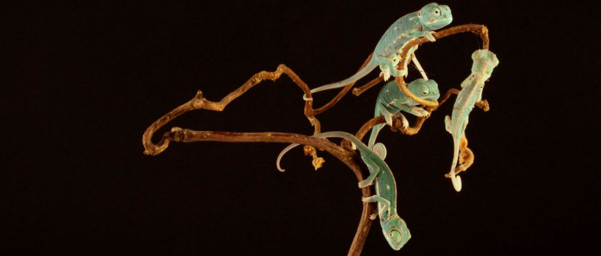 Anguana Herpetology: vendita rettili, anfibi, cibo vivo e insetti da ...